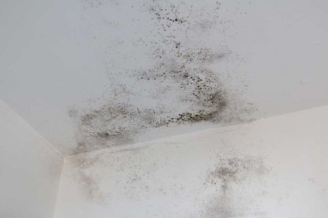 Black Damp Spots On Ceiling | Shelly Lighting