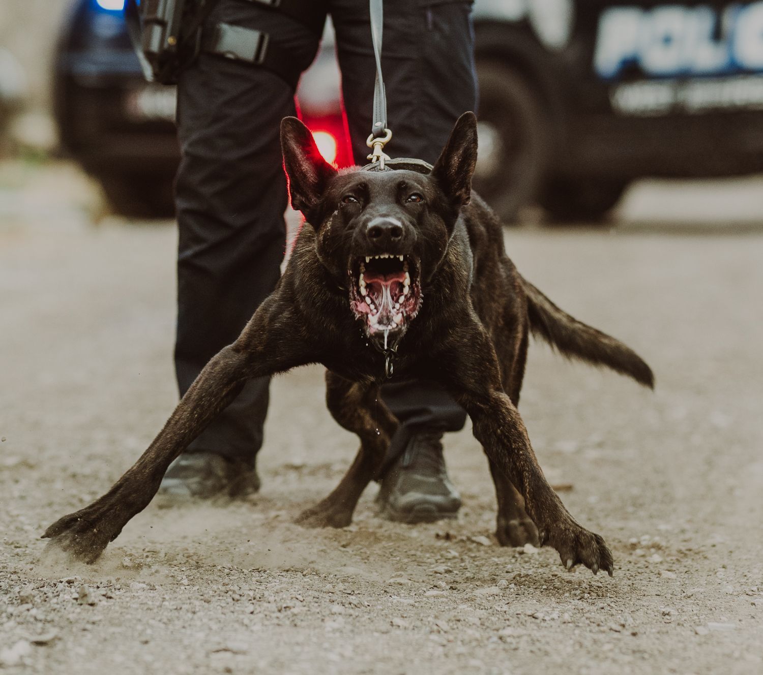 Midwest Working Dogs | Quality Working Dogs