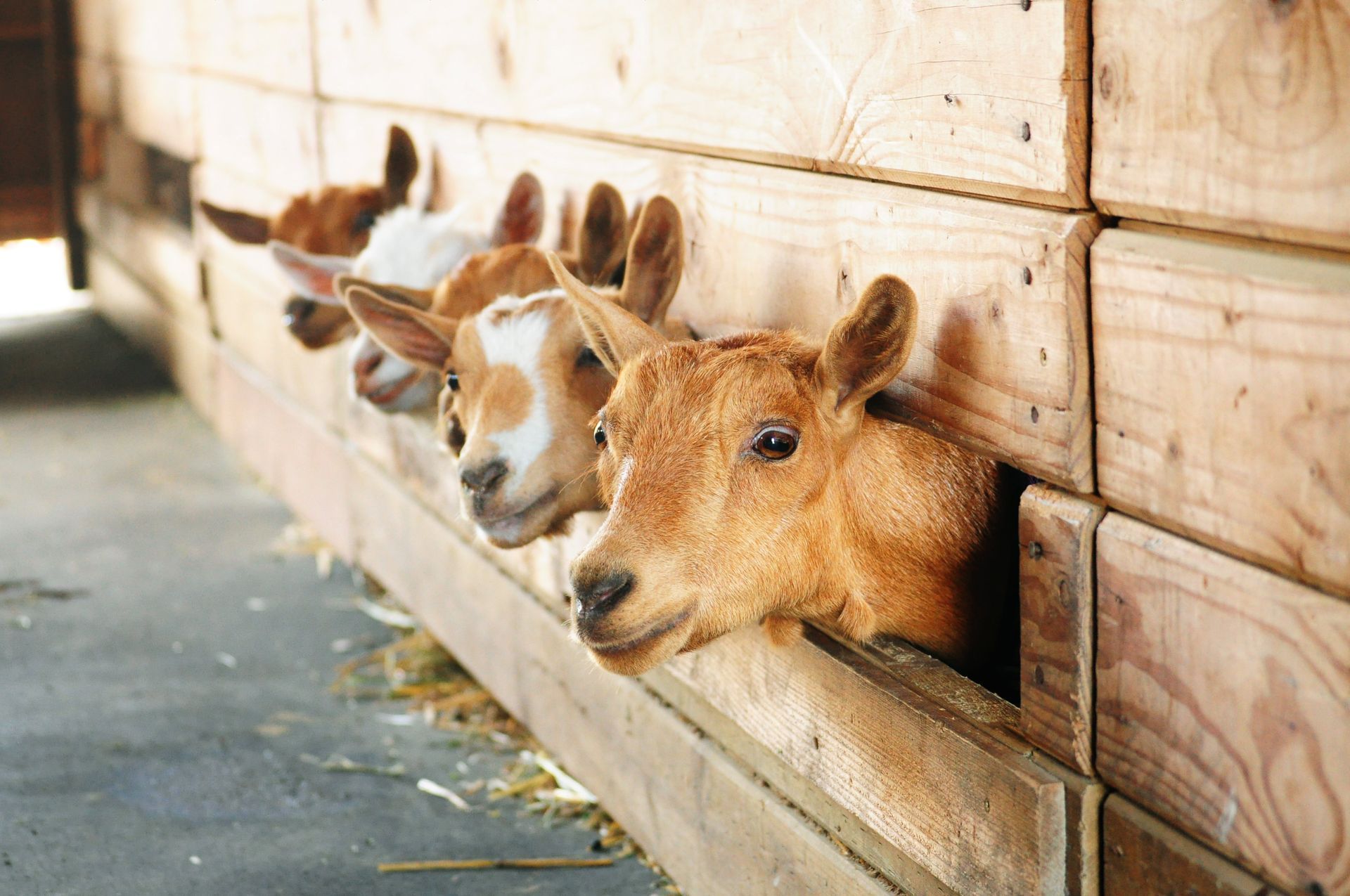 Left Foot Farm - Happy Goats Make Great Milk!