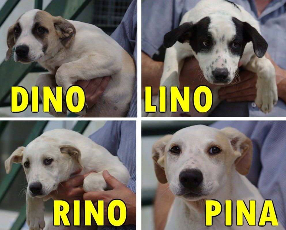 Adottare un cane | Bibiana, TO | Lega Nazionale Difesa del Cane