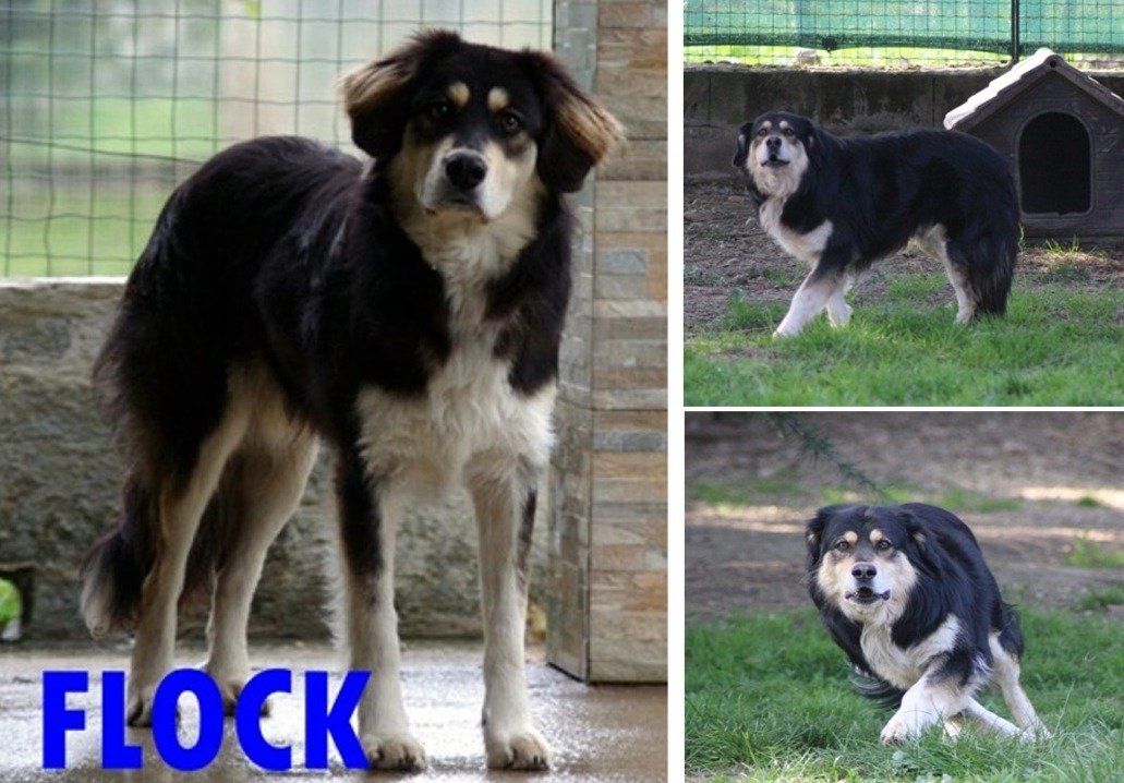 Adottare un cane | Bibiana, TO | Lega Nazionale Difesa del Cane