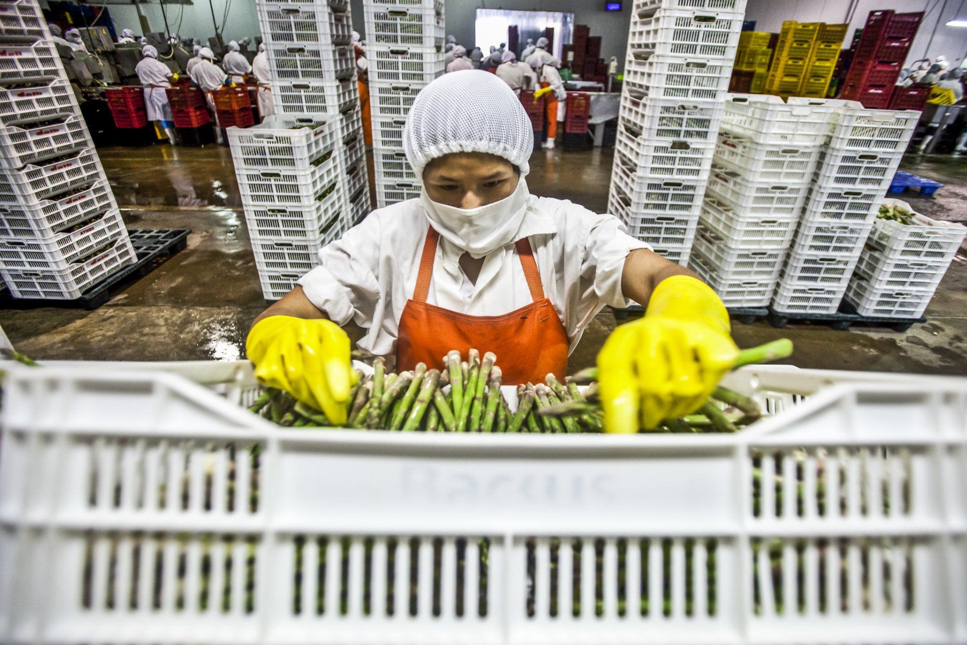 5 Steps to an Integrated Pest Management Plan in Food Processing Plants