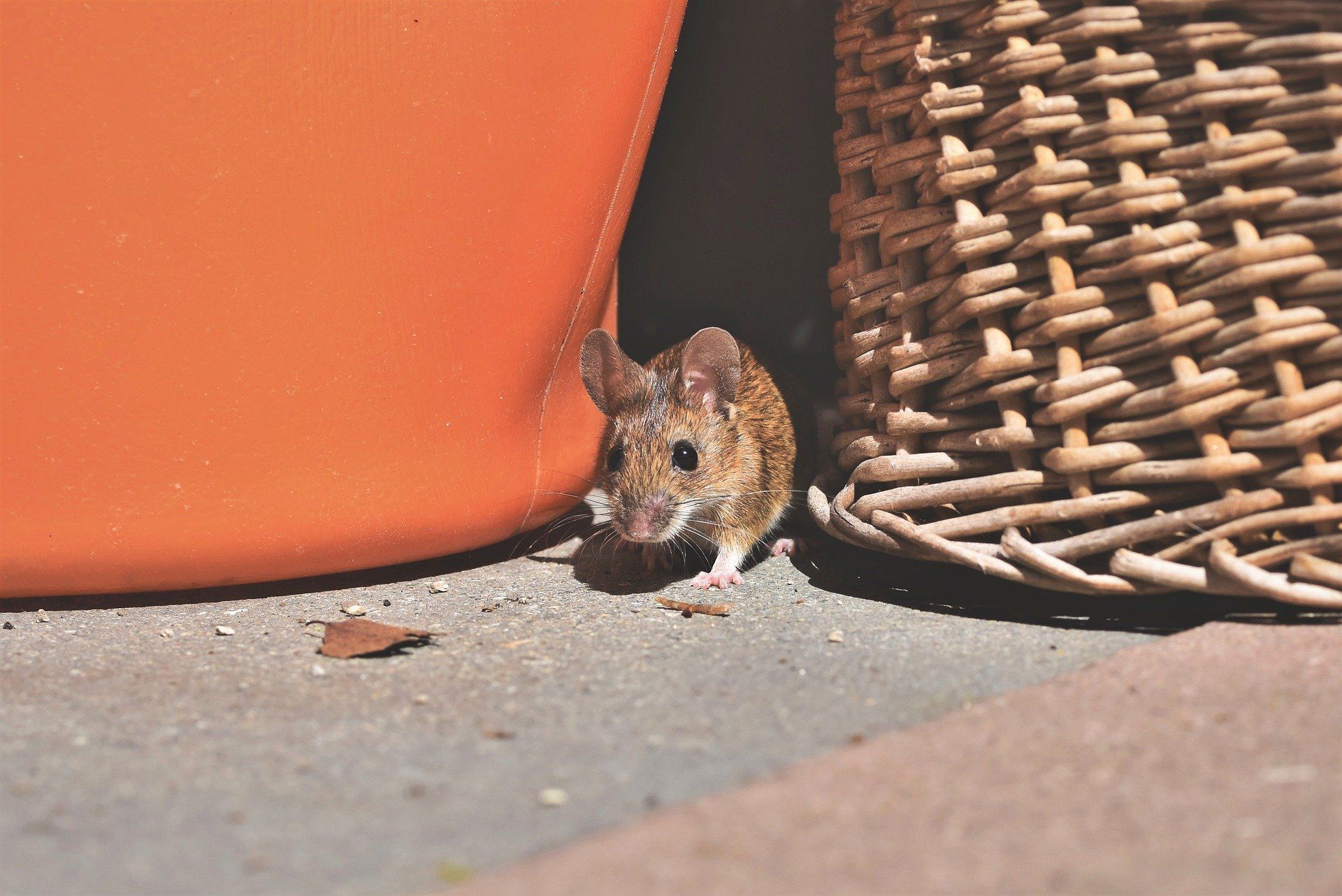 6 Common Rodents Every Homeowner Should Know