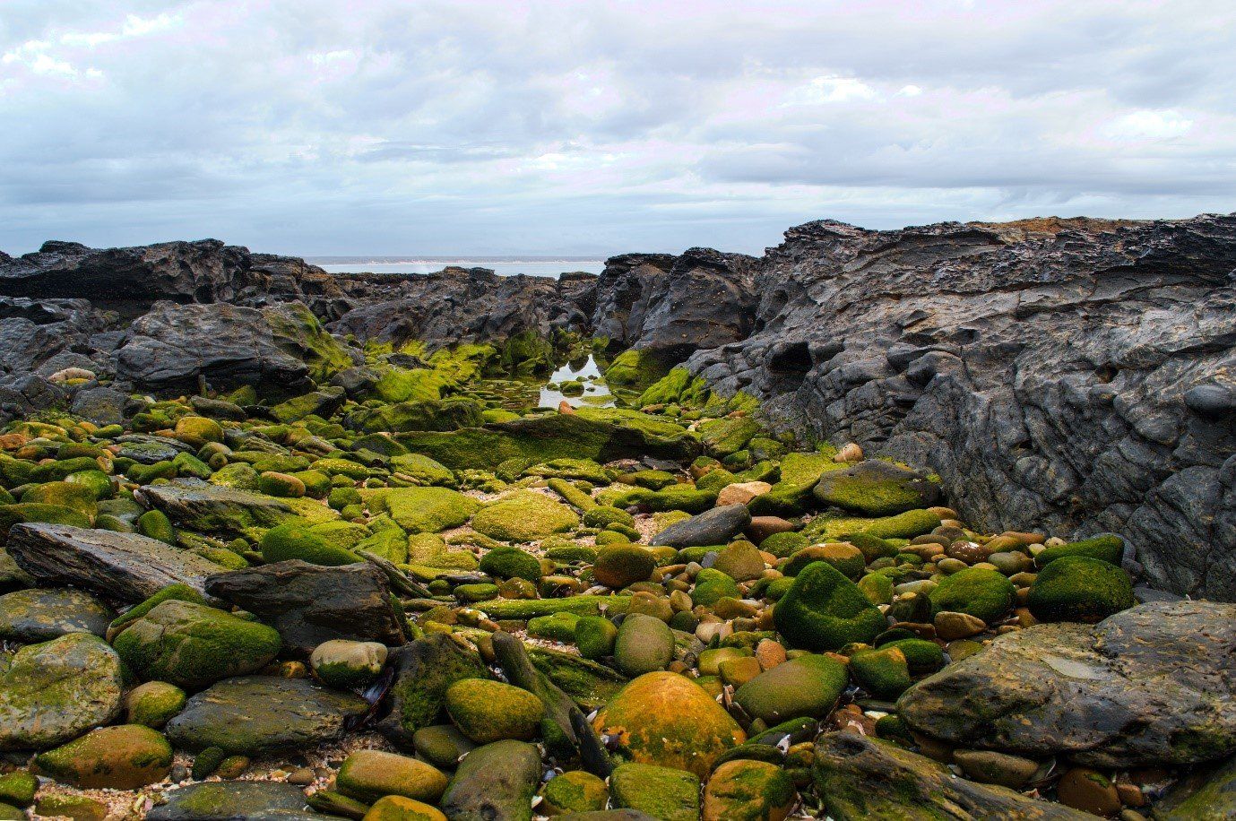 7 Algae uses that can help save the world