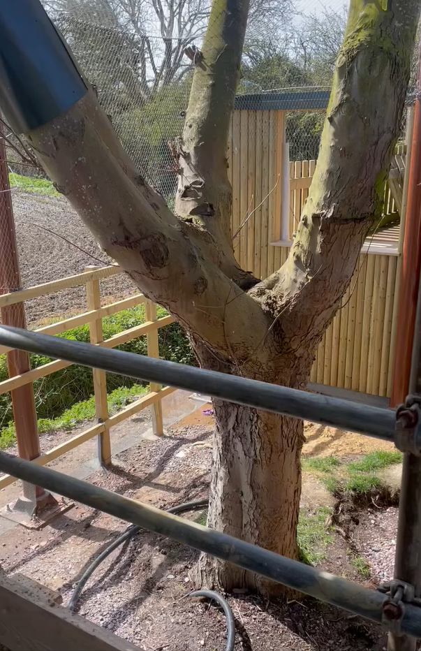 A project from a little while back!... Making trees for the new Colobus ...