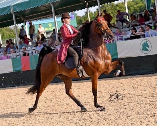 ASB Horses for Sale in North Carolina • West Wind Stables • Statesville NC