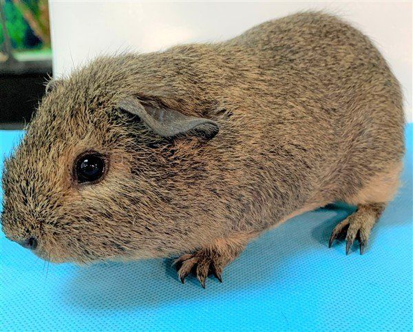 Silver Agouti Guinea Pig