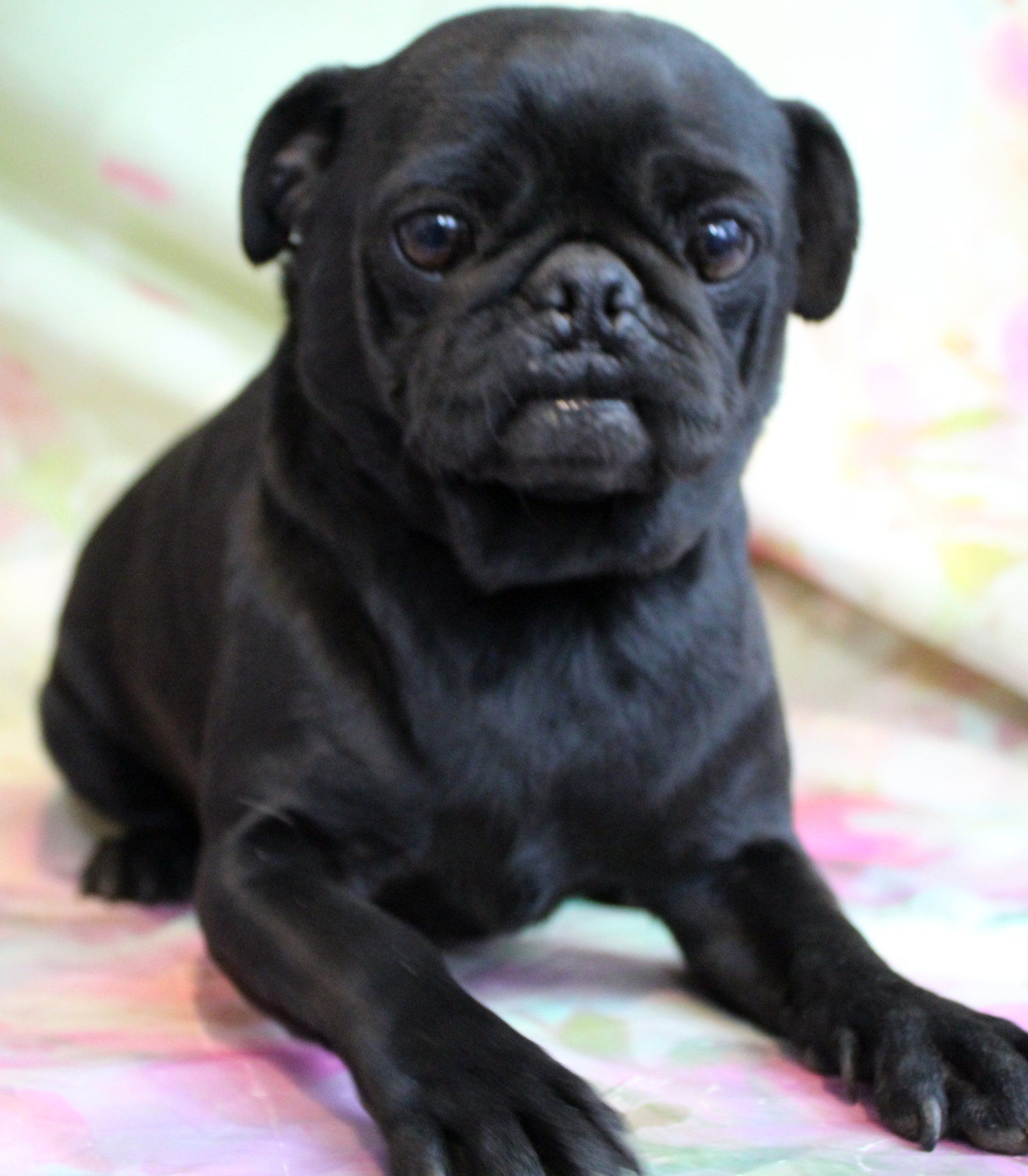 Female Breeding Pugs | Abilene, KS | JNJ Pugs-N-Paps