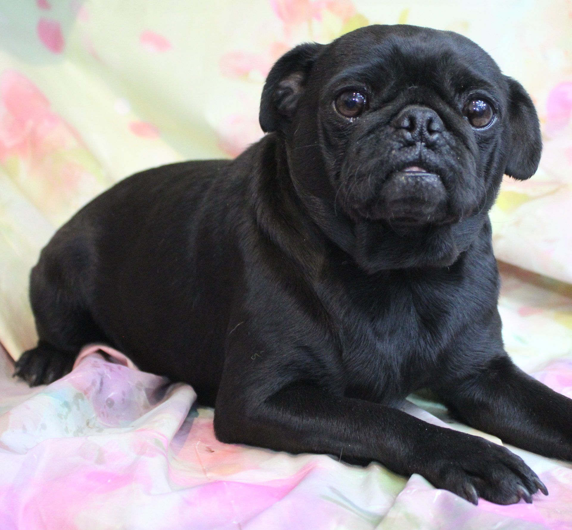 Female Breeding Pugs | Abilene, KS | JNJ Pugs-N-Paps