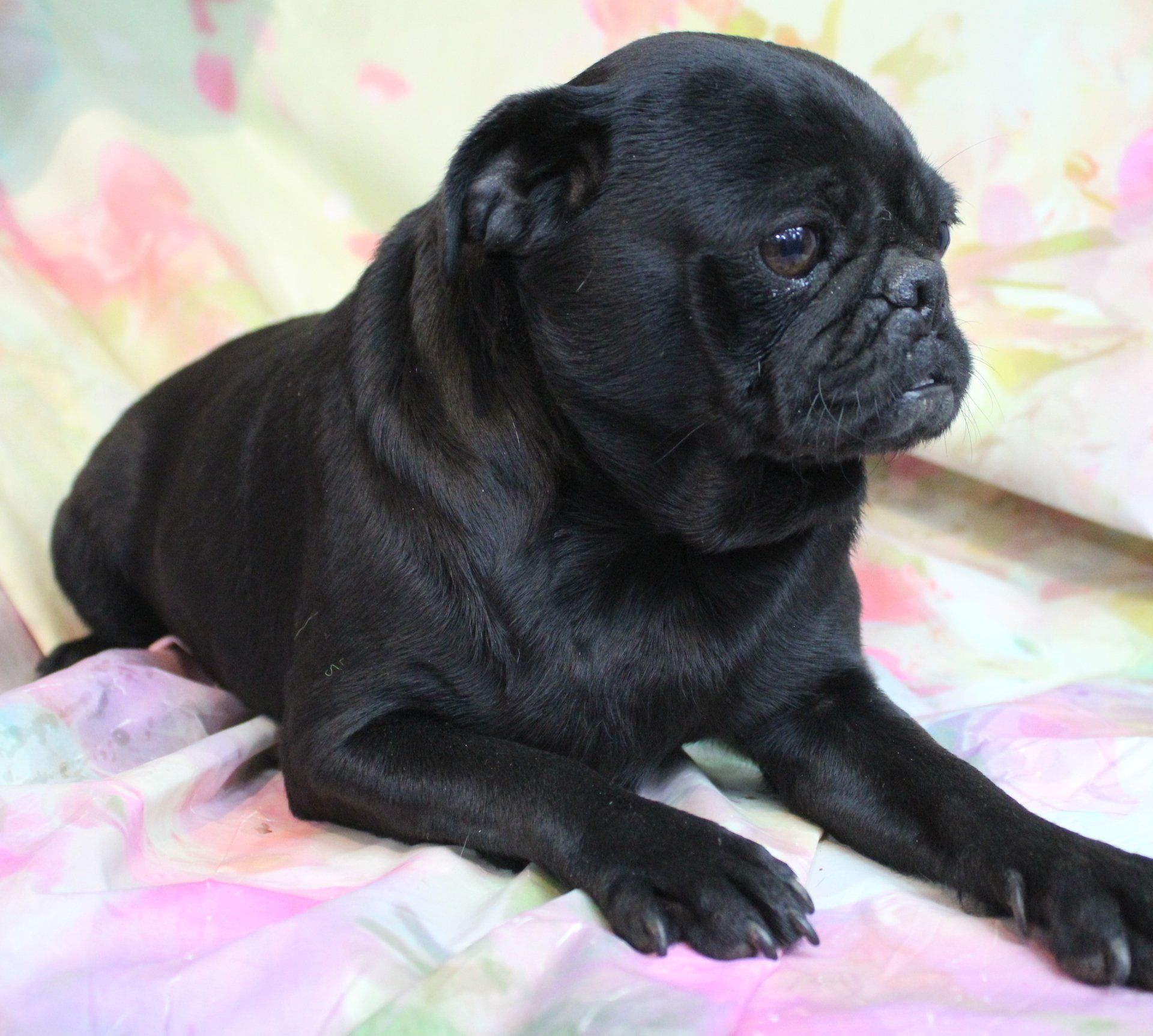 Female Breeding Pugs | Abilene, KS | JNJ Pugs-N-Paps