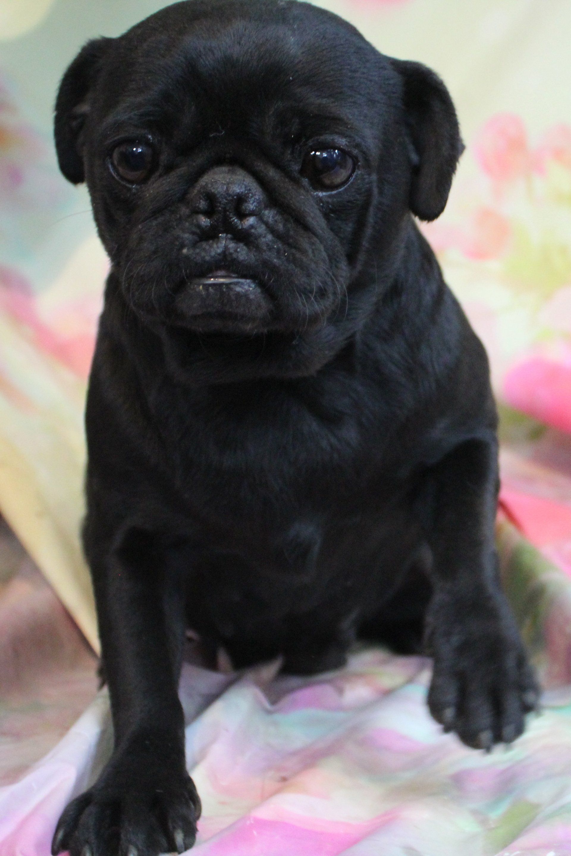 Female Breeding Pugs | Abilene, KS | JNJ Pugs-N-Paps