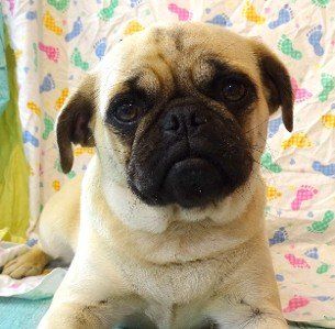 Female Breeding Pugs | Abilene, KS | JNJ Pugs-N-Paps