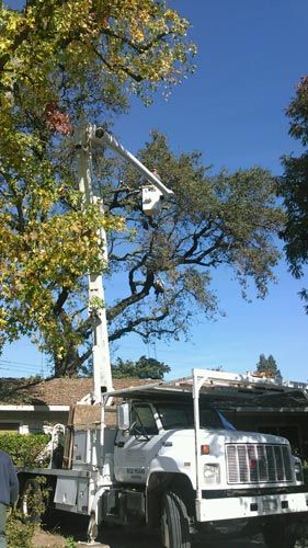 Tree care - Sacramento CA Area - Tree Care Incorporated