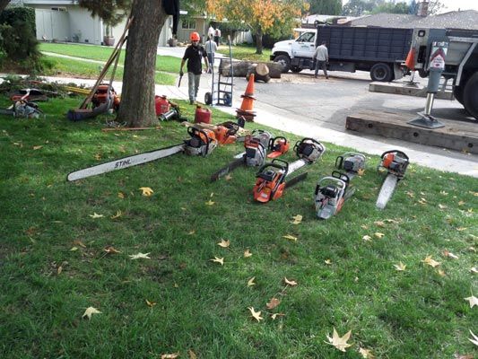 Tree care - Sacramento CA Area - Tree Care Incorporated