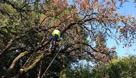 Tree care - Sacramento CA Area - Tree Care Incorporated