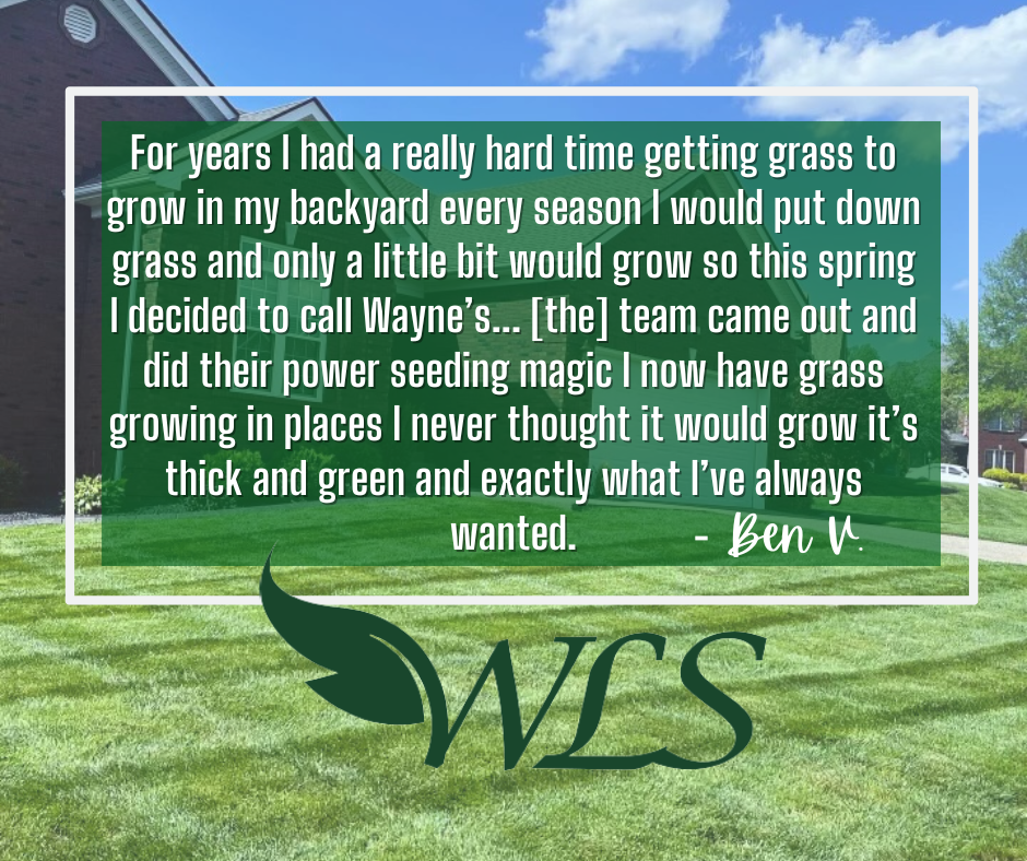 Grass Growing Service - Louisville, KY - Wayne's Lawn