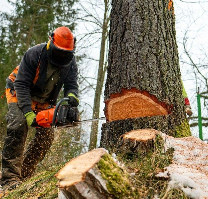 Tree Removal in Avon, CT | Tree Service