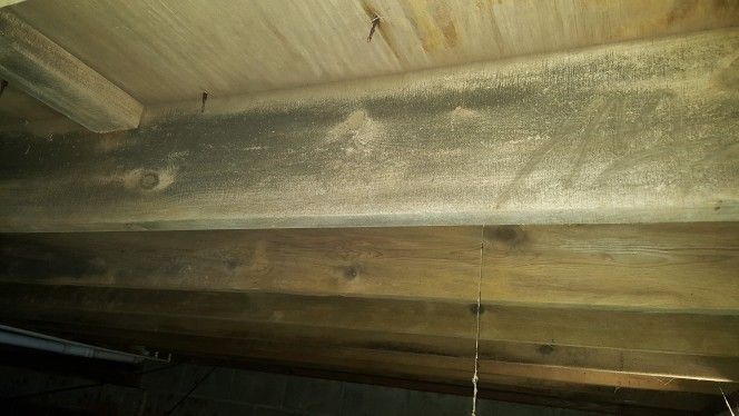 How to Deal with Mold in Your Crawl Space: What You Need to Know