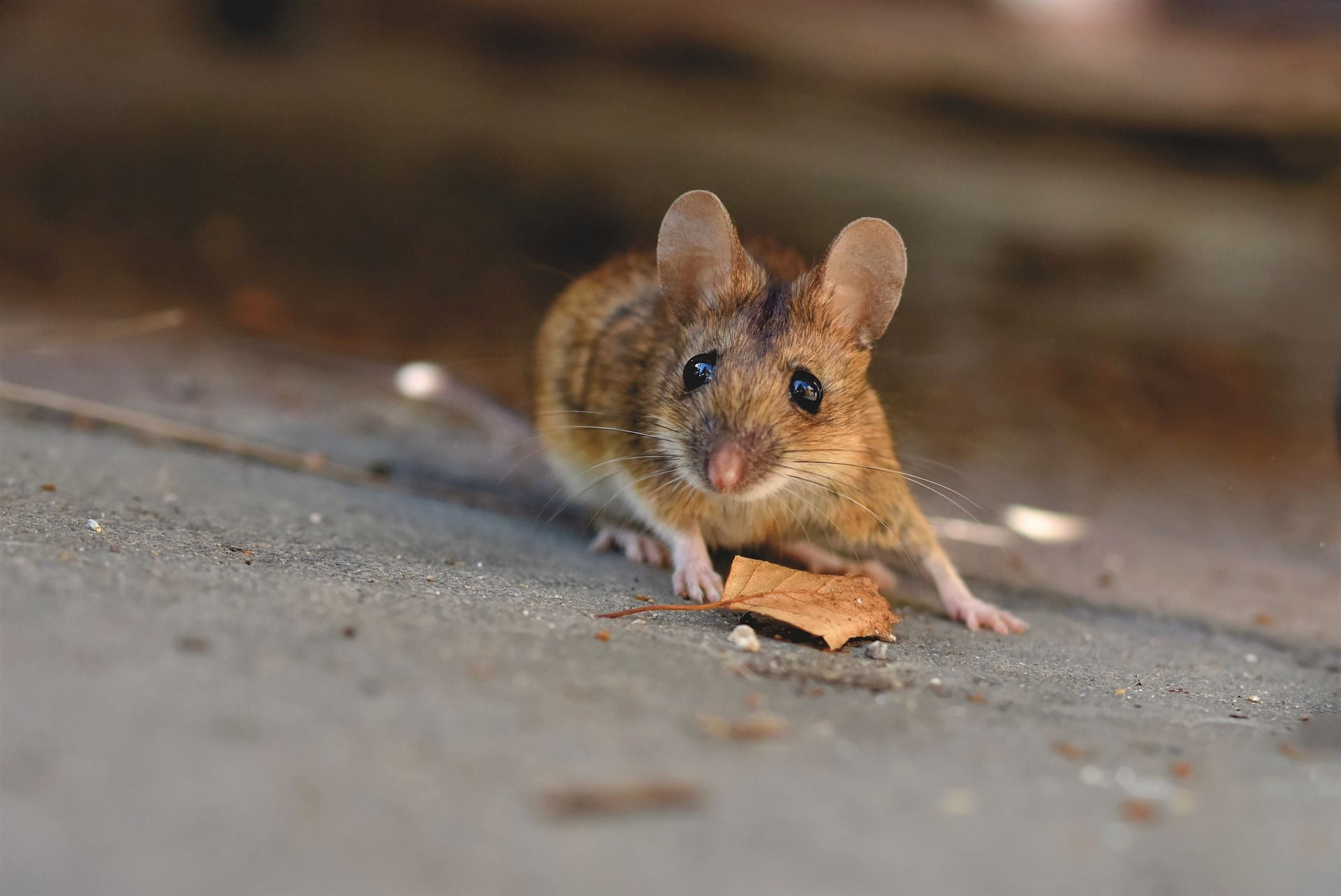 How to Get Rid of Rodents in Your Crawl Space - Step-by-Step Guide