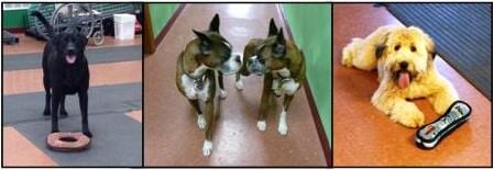 Pet Lodging- Kenosha, WI - Woofman's Lodge