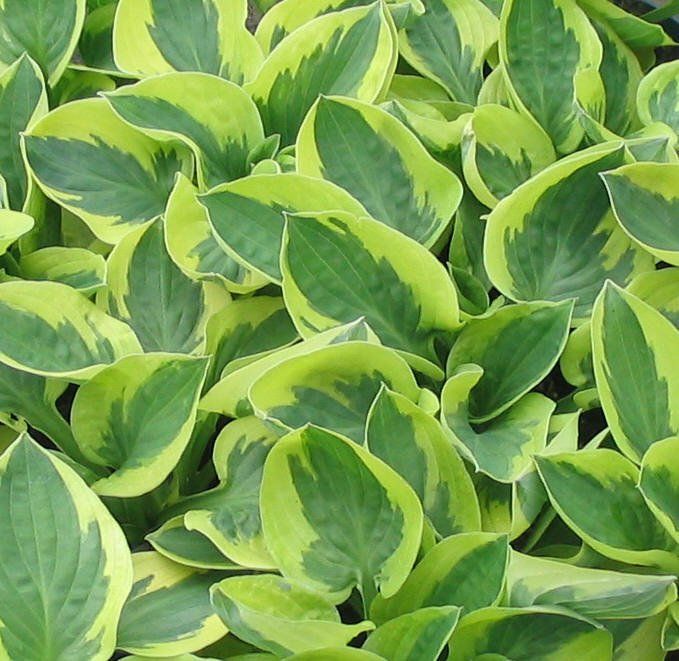 Kirton Farm Nurseries Ltd home of the Hairy Pot Plant Co