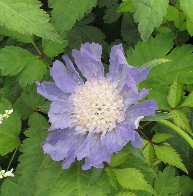 Kirton Farm Nurseries Ltd home of the Hairy Pot Plant Co