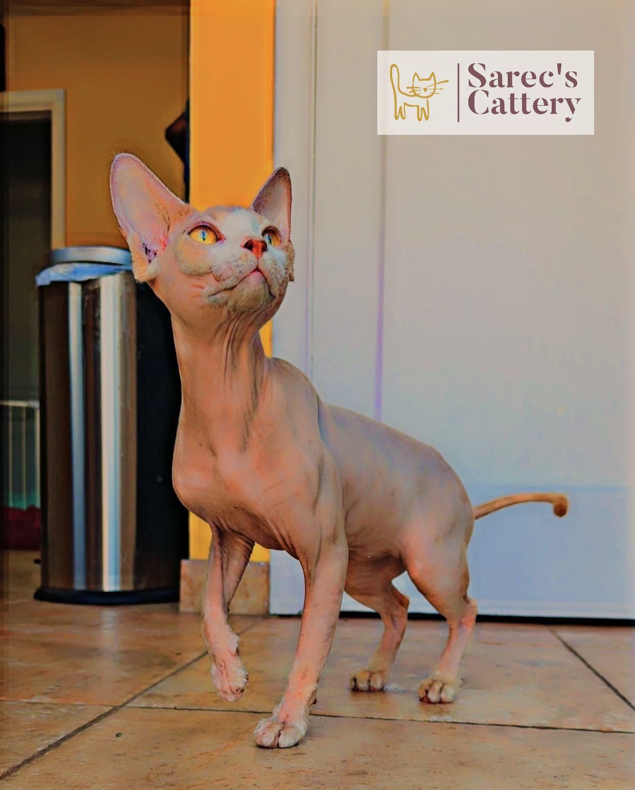 Sarec's Cattery - Our Queens and Sires Breeding Cats (Sphynx, Munchkins ...