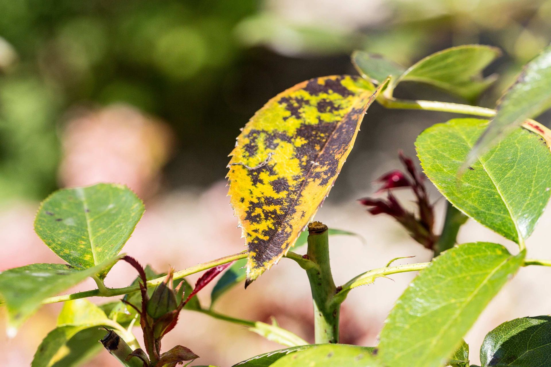 Common Tree Diseases In Fort Lauderdale And How To Prevent Them