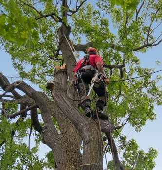Fort Lauderdale Certified Arborist | Tree Care Experts