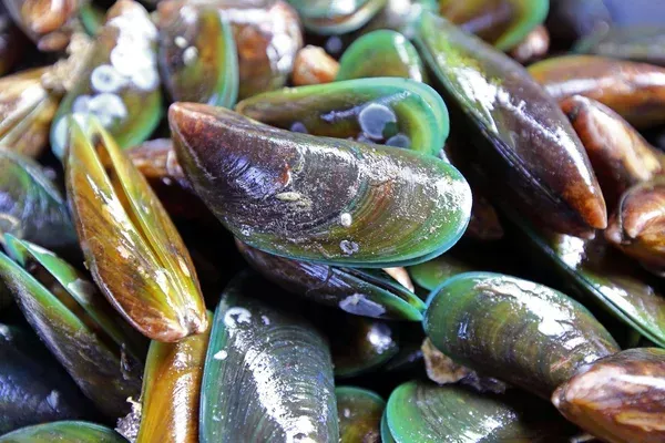 Capaz de causar danos ao meio ambiente e à saúde, mexilhão invasor está ...
