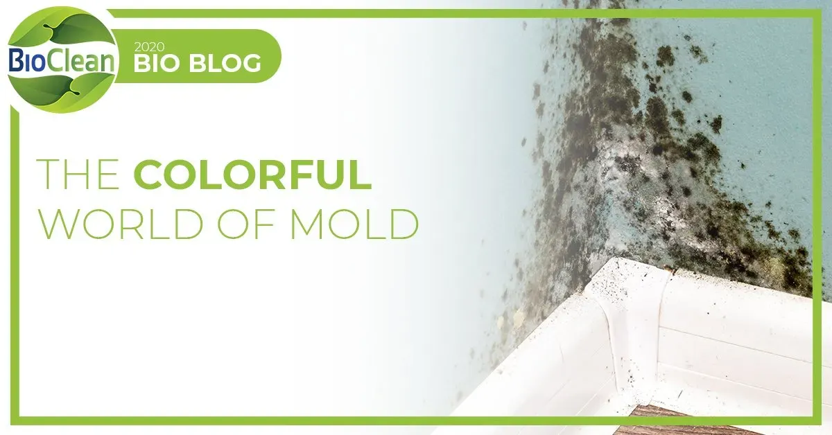 The Colorful World of Mold