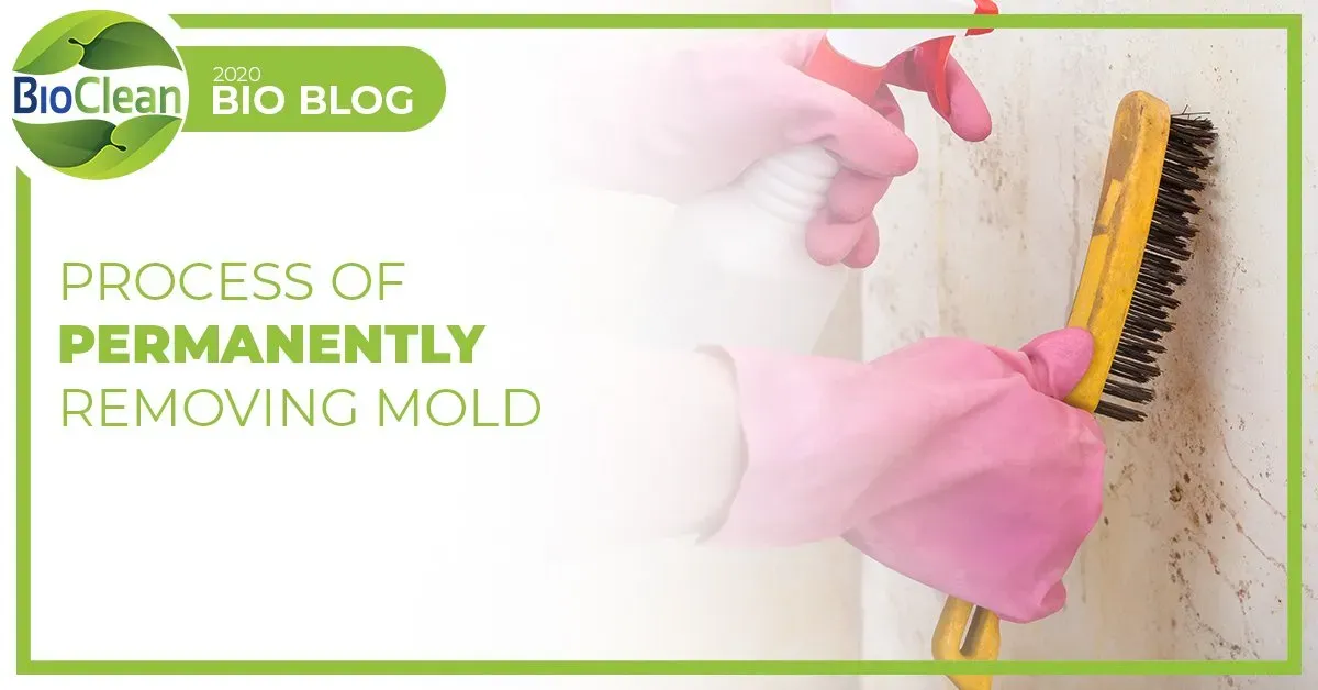 The Process of Permanently Removing Mold