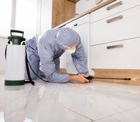 White Ants Pest Management in Bundaberg, Woodgate & Childers