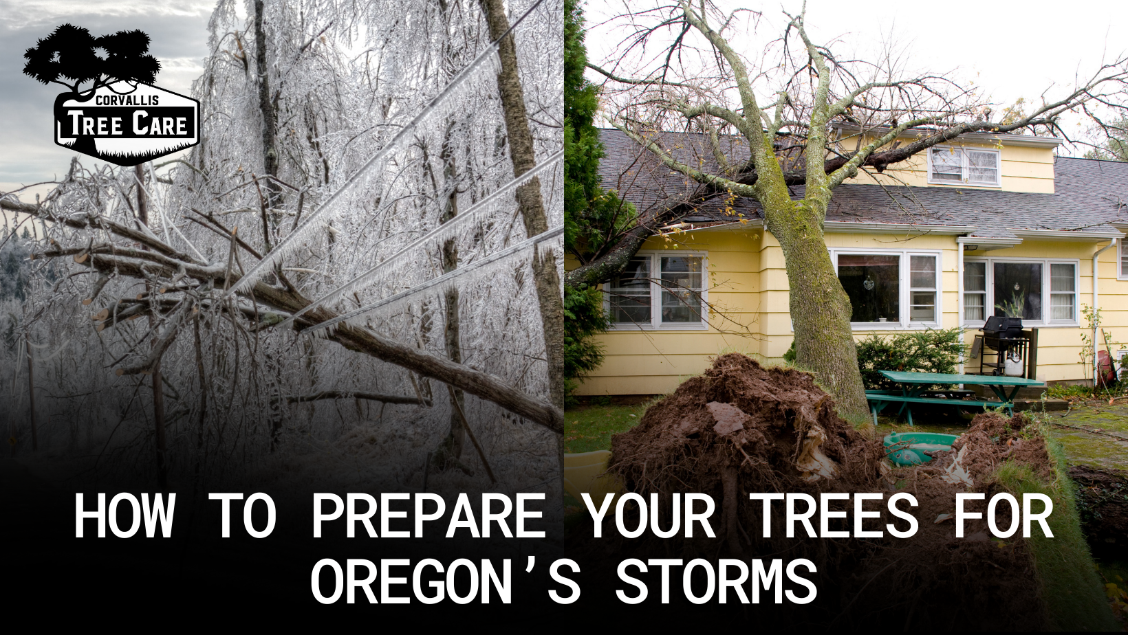 How to Prepare Your Trees for Oregon’s Storms