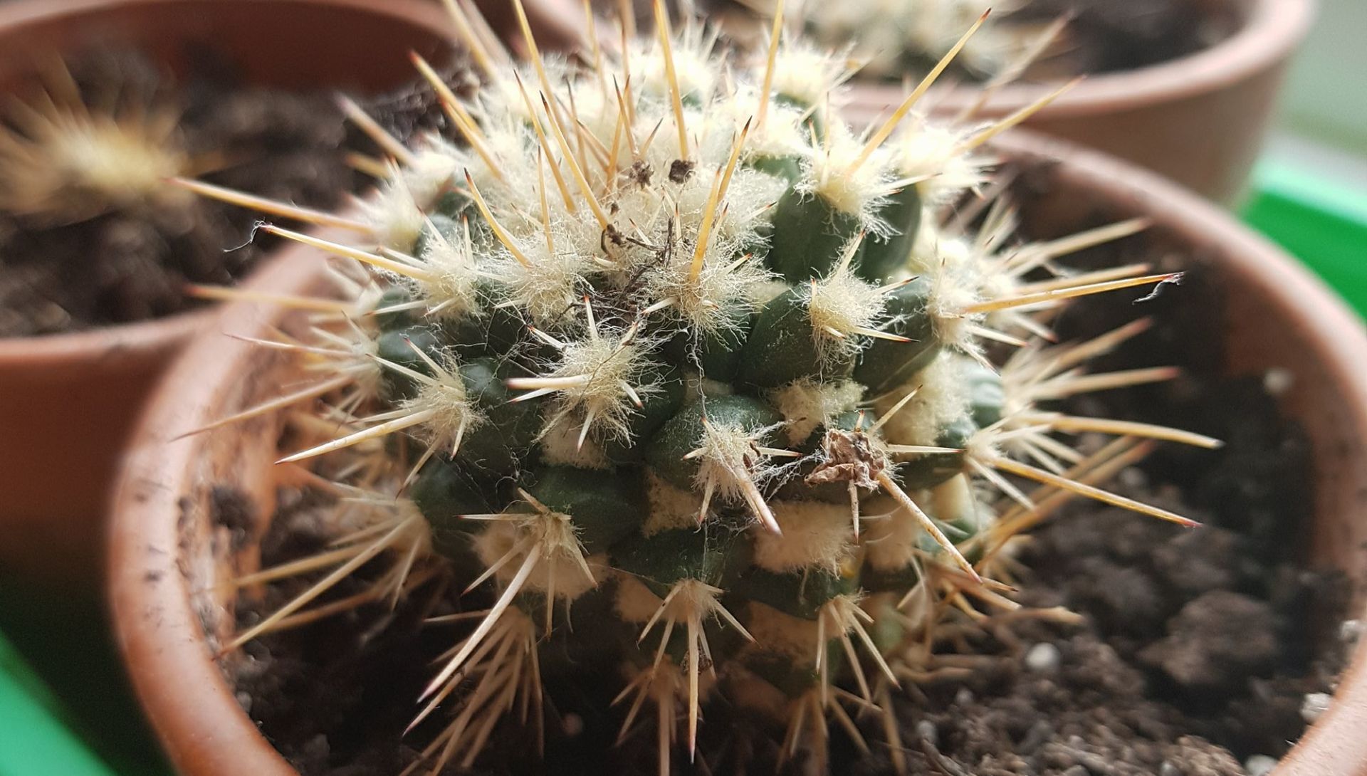 Kingdom Plants - Exeter, Devon Based - Garden Services