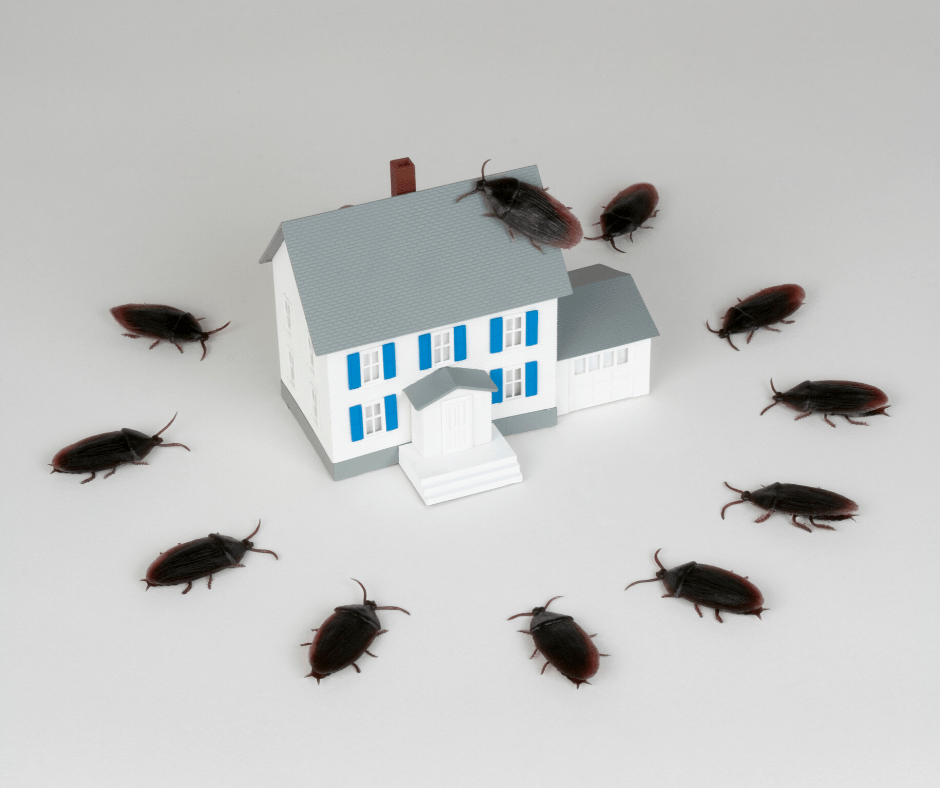 Allied Pest Control & Exterminating | Pest Control Service Brunswick Co