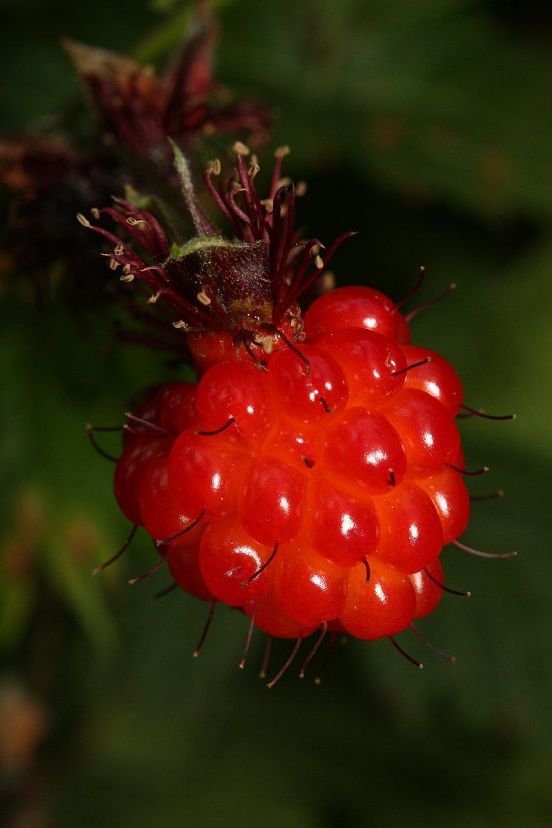 Salmonberries