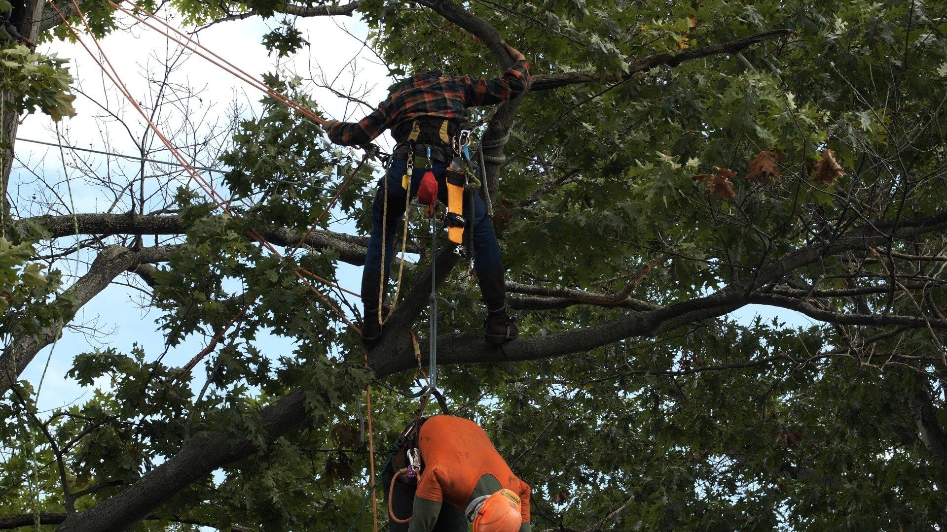 Our Team | Walker Tree Care Inc. - Chittenango, NY