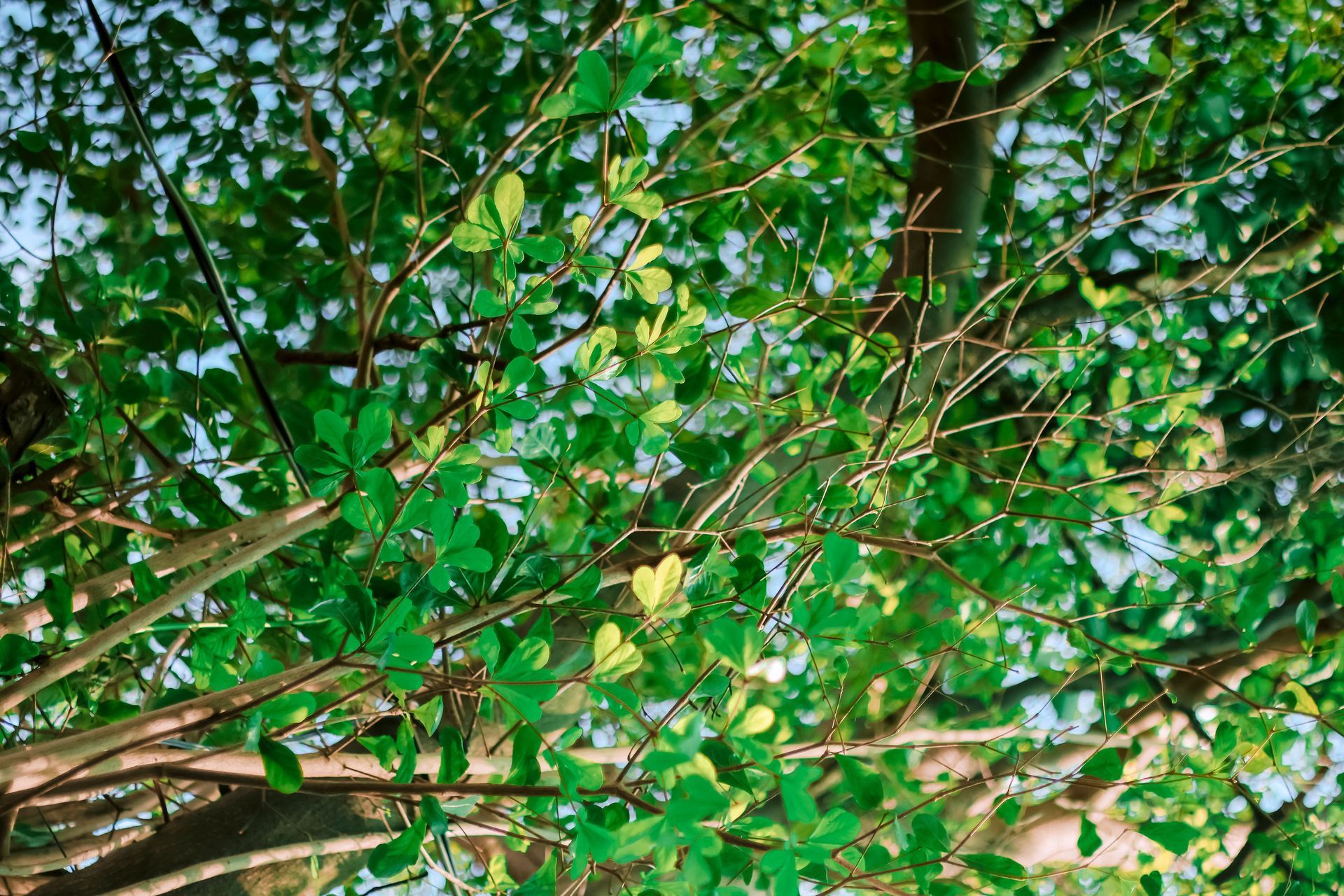 Stump Grinding | TSR Tree Service