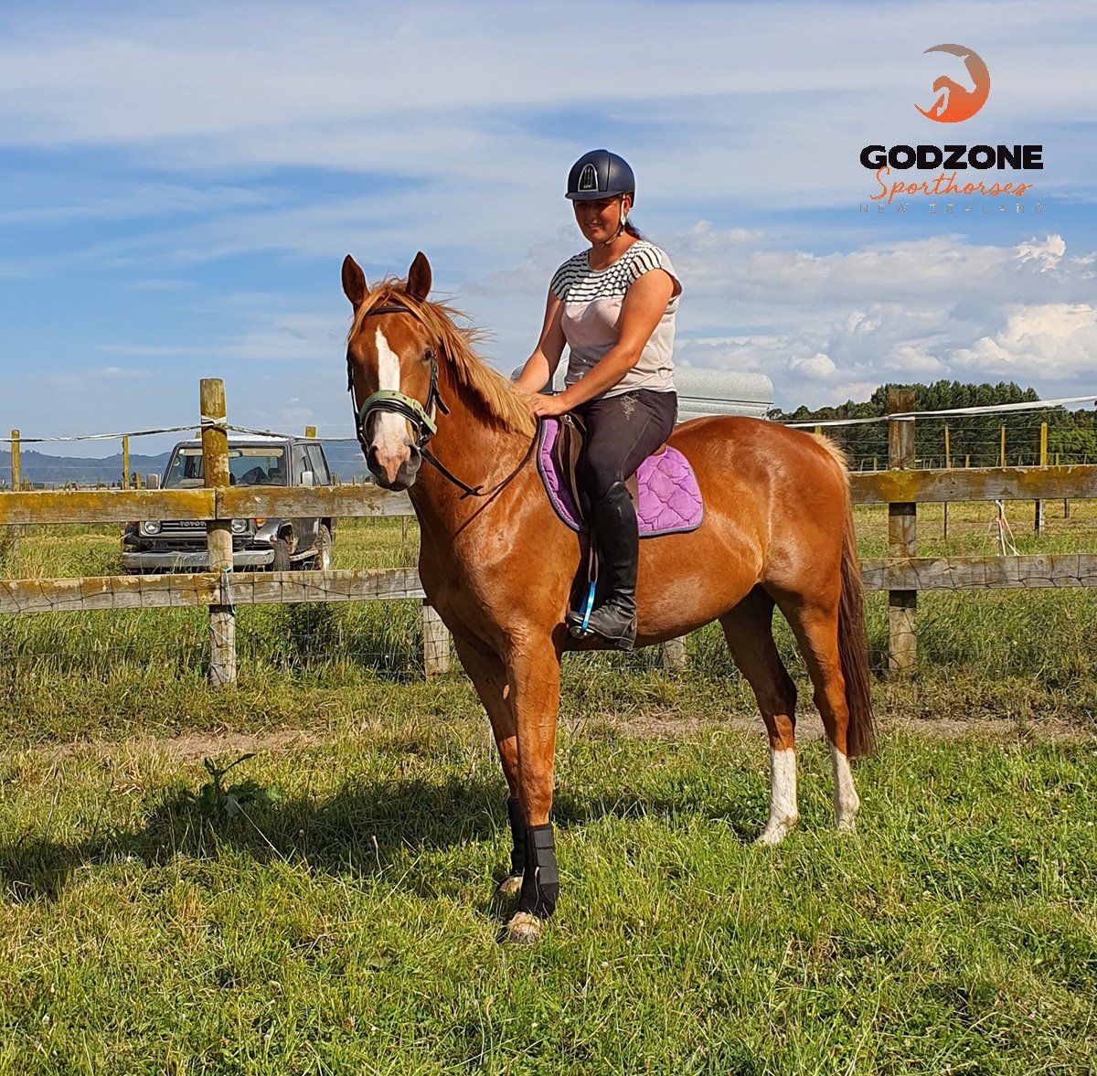 Godzone Sport Horses - breeding high performance horses.