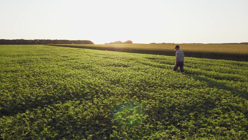About Us | Chickpea Breeding Australia