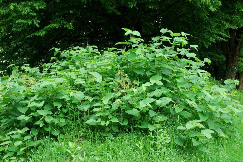3 Invasive Plants That Can Harm Your Garden