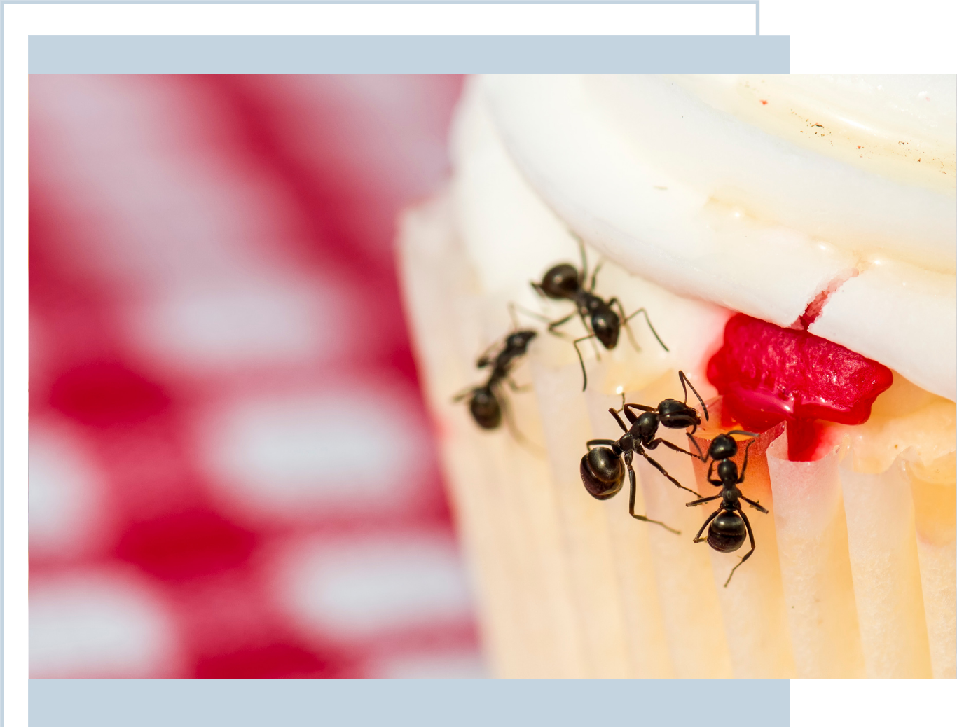 Ant Exterminator | Aero Pest Control And Fumigation