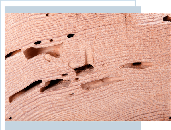 Crystal River’s #1 Powder Post Beetle Control Company