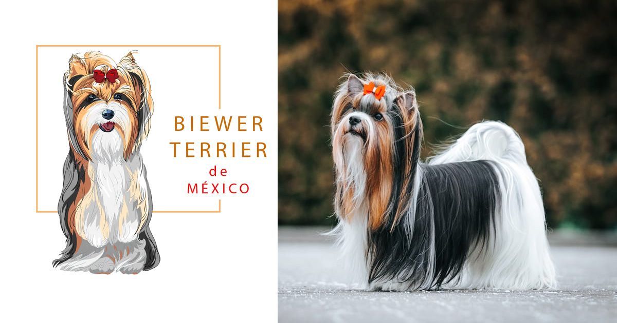 Biewer Terrier en Venta | Criadero en Guadalajara