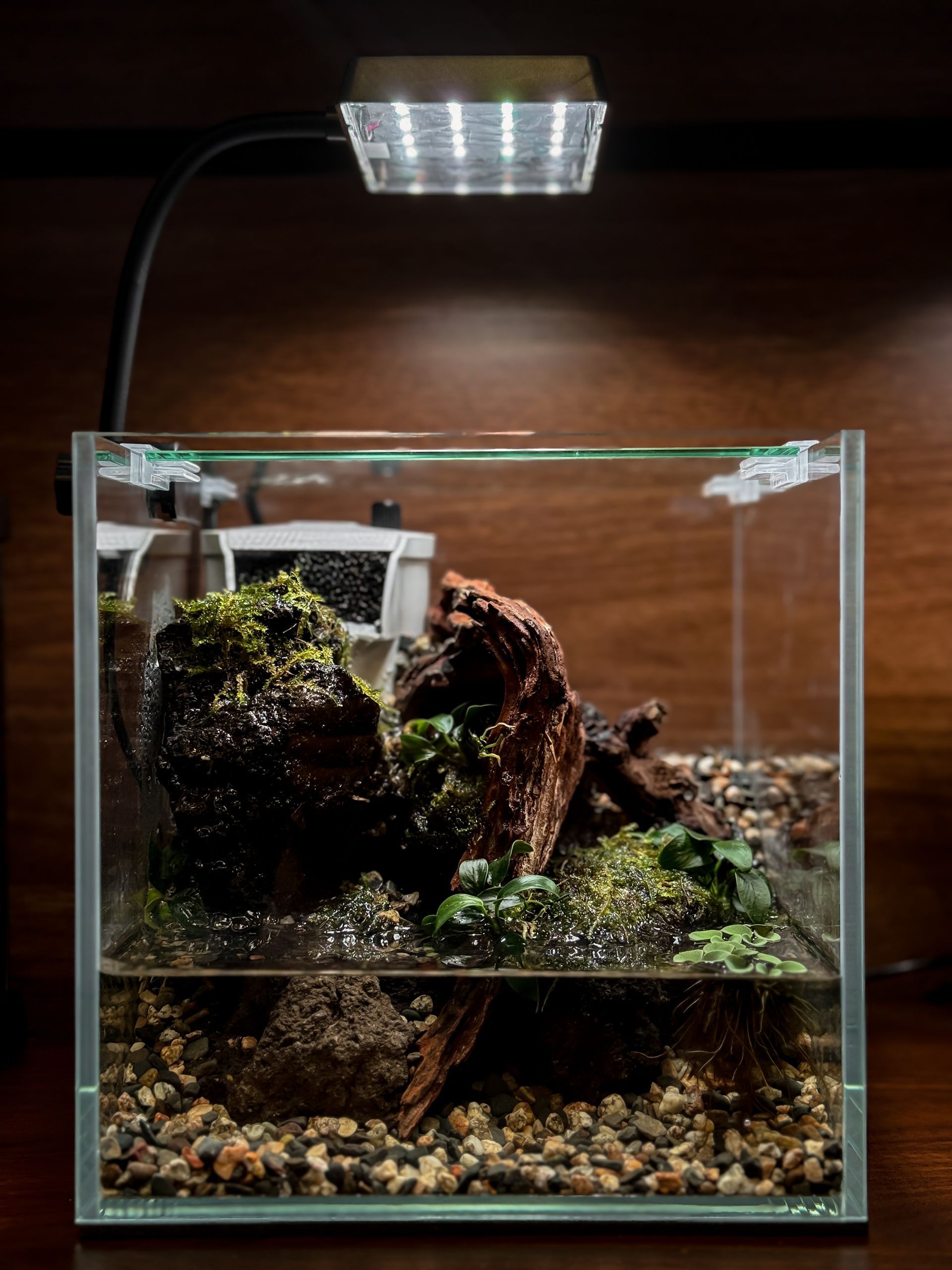 CCSAFARI | Terrariums Workshops, Paludarium, Vivariums