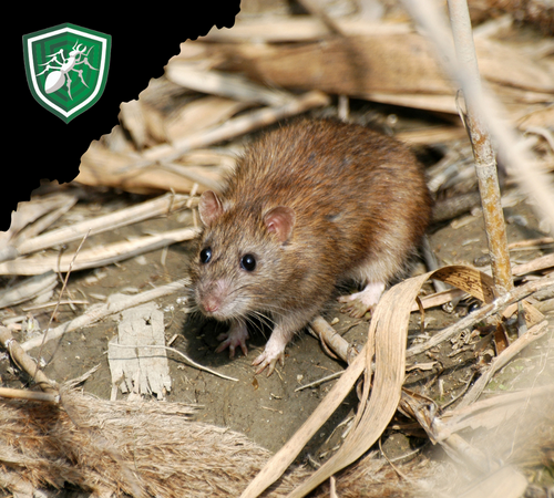 Ant Control Fresno | Valley Integrated Pest Control