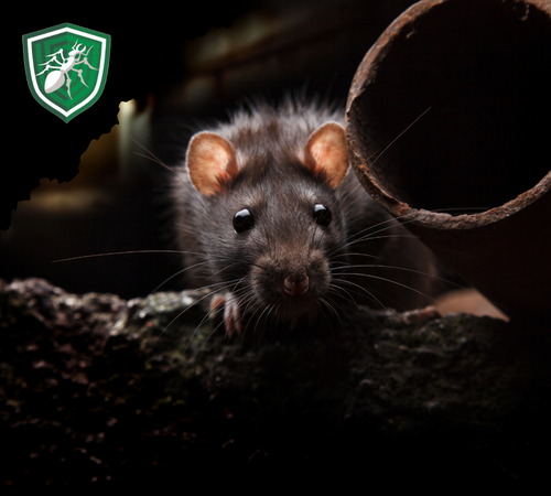 Ant Control Fresno | Valley Integrated Pest Control