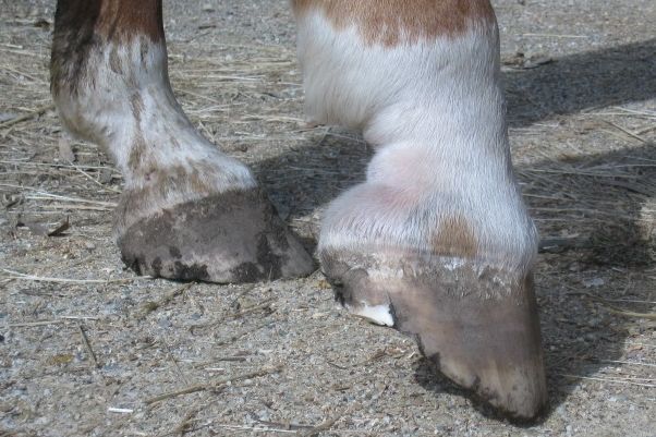 Abscesses Horses Hoof