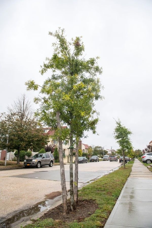 LONG BEACH BEGINS SECOND PHASE OF TREE-PLANTING EFFORT